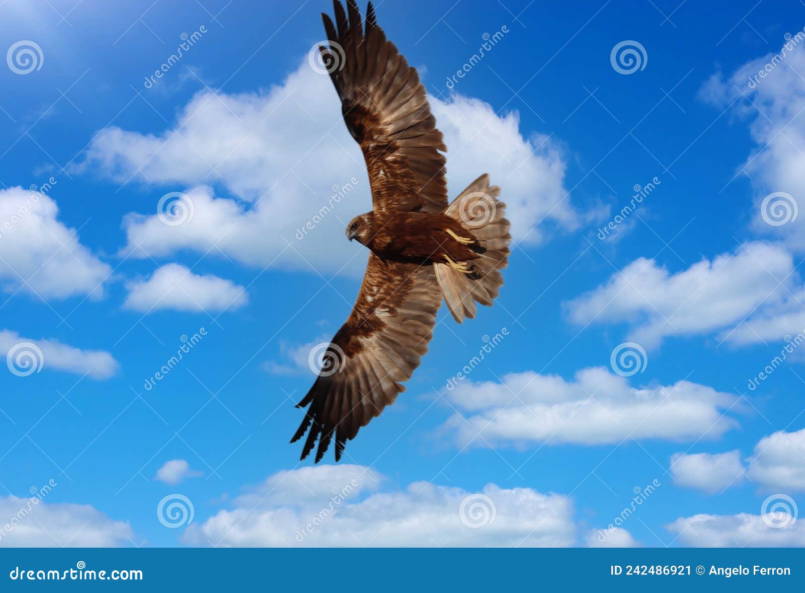Bird of Prey Hunting Buzzard Flying in the Sky- Stock Image - Image of ...