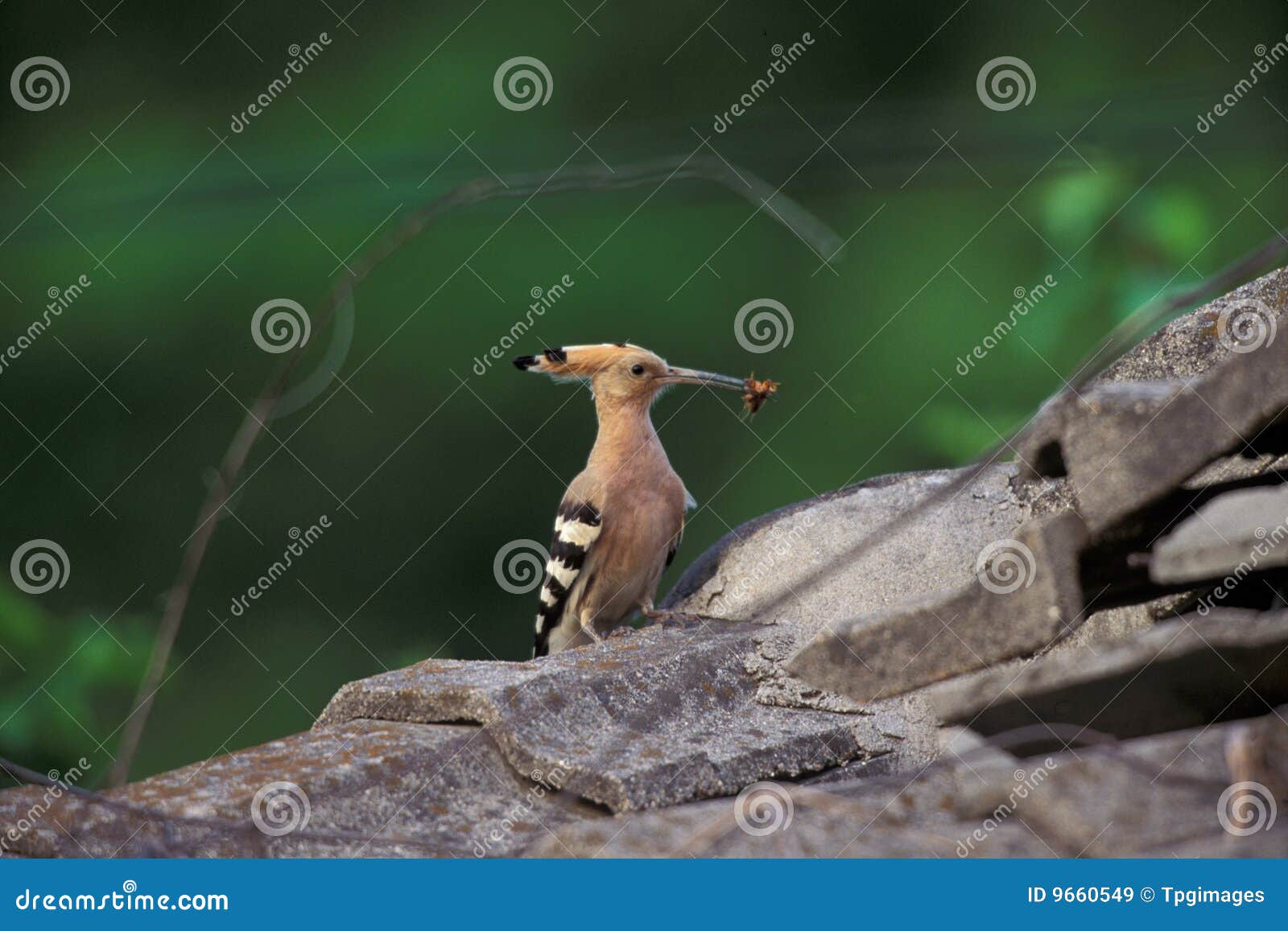 Bird prey insect stock image. Image of hunting, prey, floral - 9660549