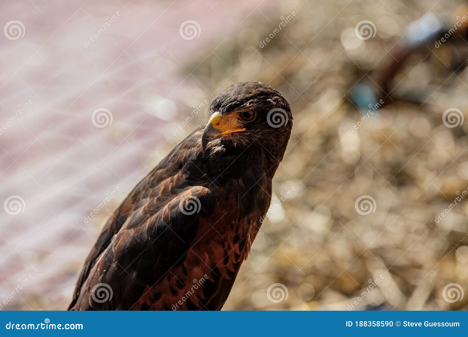Bird of Prey Looking Backwards Stock Photo - Image of back, bird: 188358590