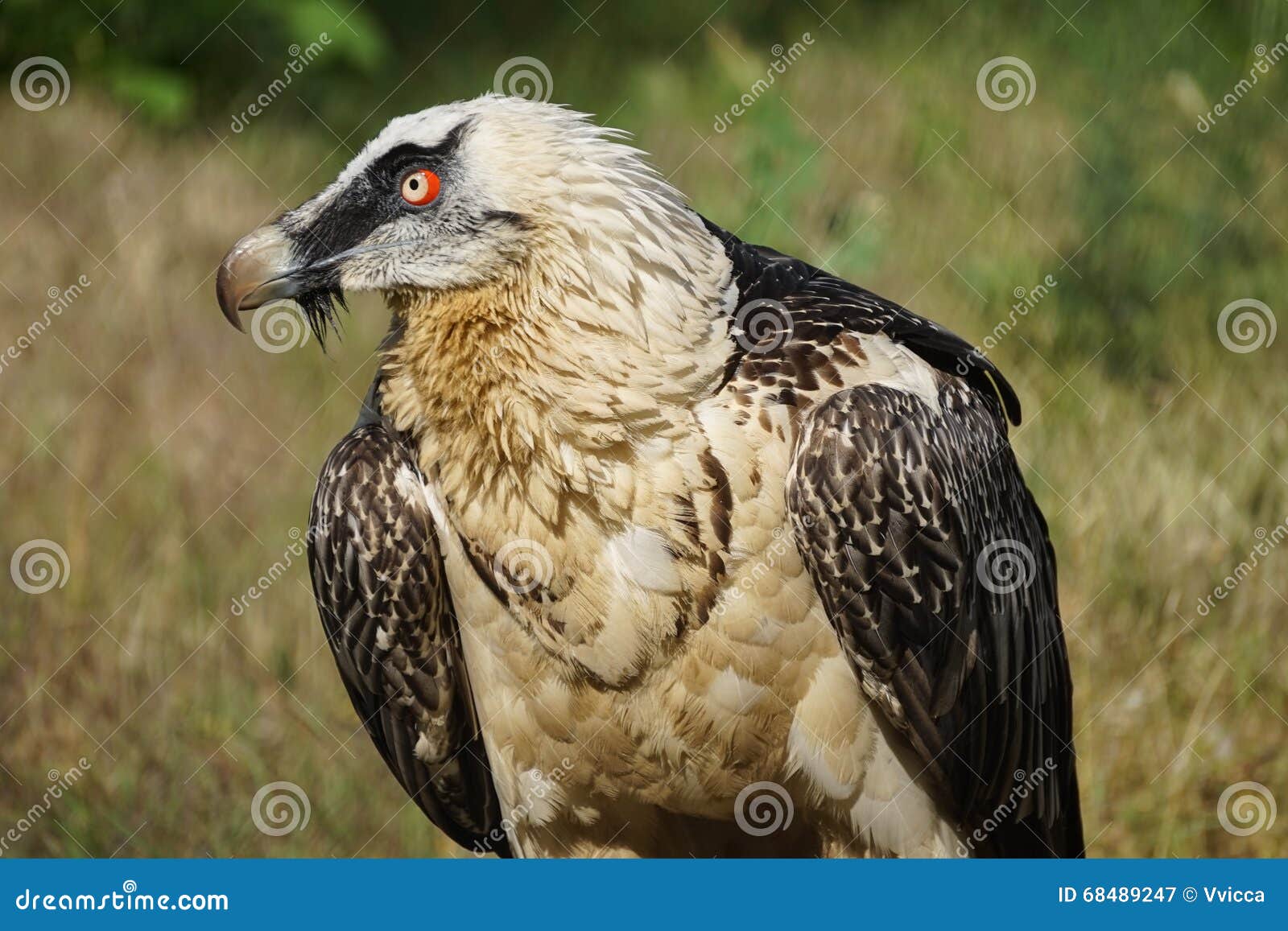 The bird of prey stock image. Image of bird, nature, wings - 68489247