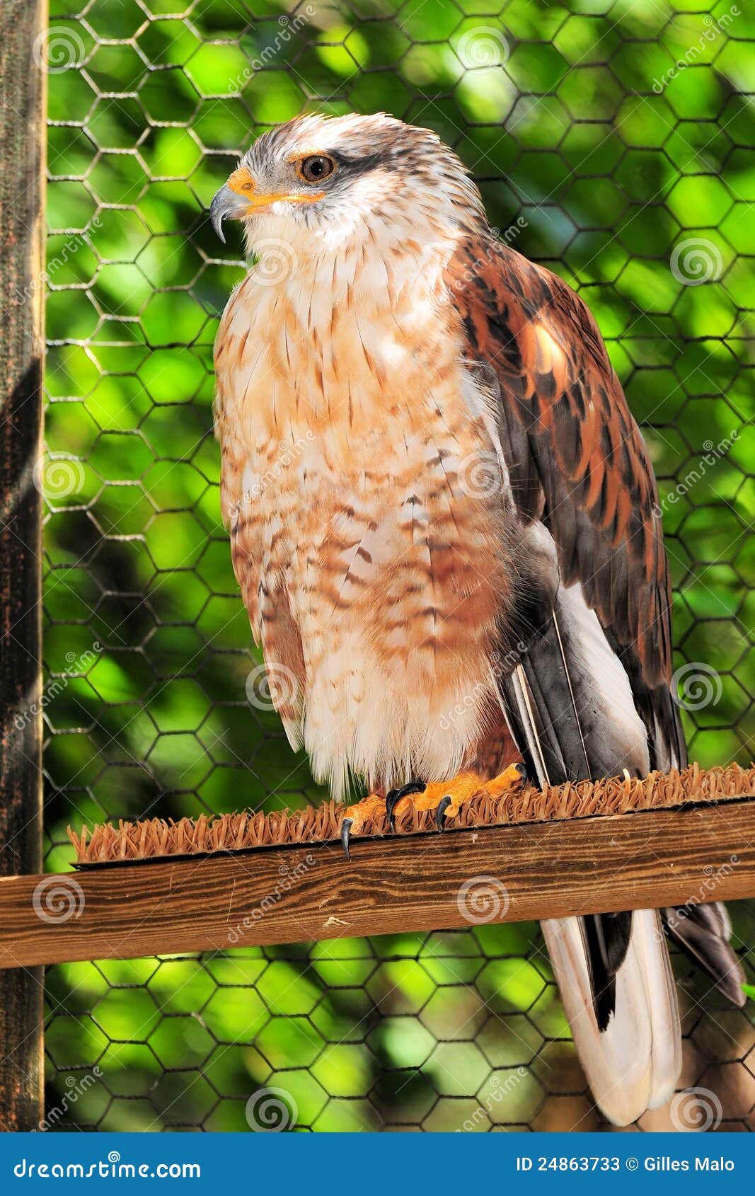 Bird of prey, Merlin stock image. Image of prey, feathers - 24863733