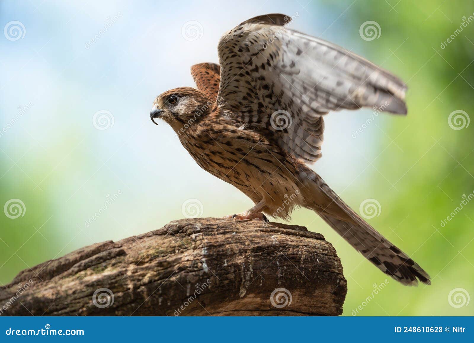 Bird of Prey Perching on a Branch. Common Kestrel Stock Photo - Image ...