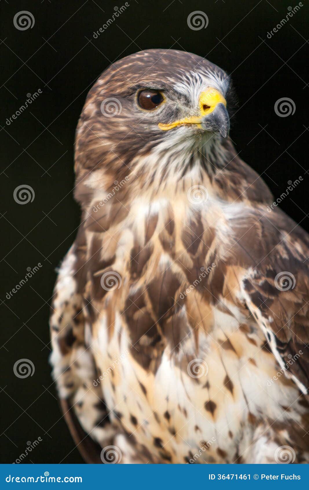Bird of prey stock image. Image of ireland, destinations - 36471461