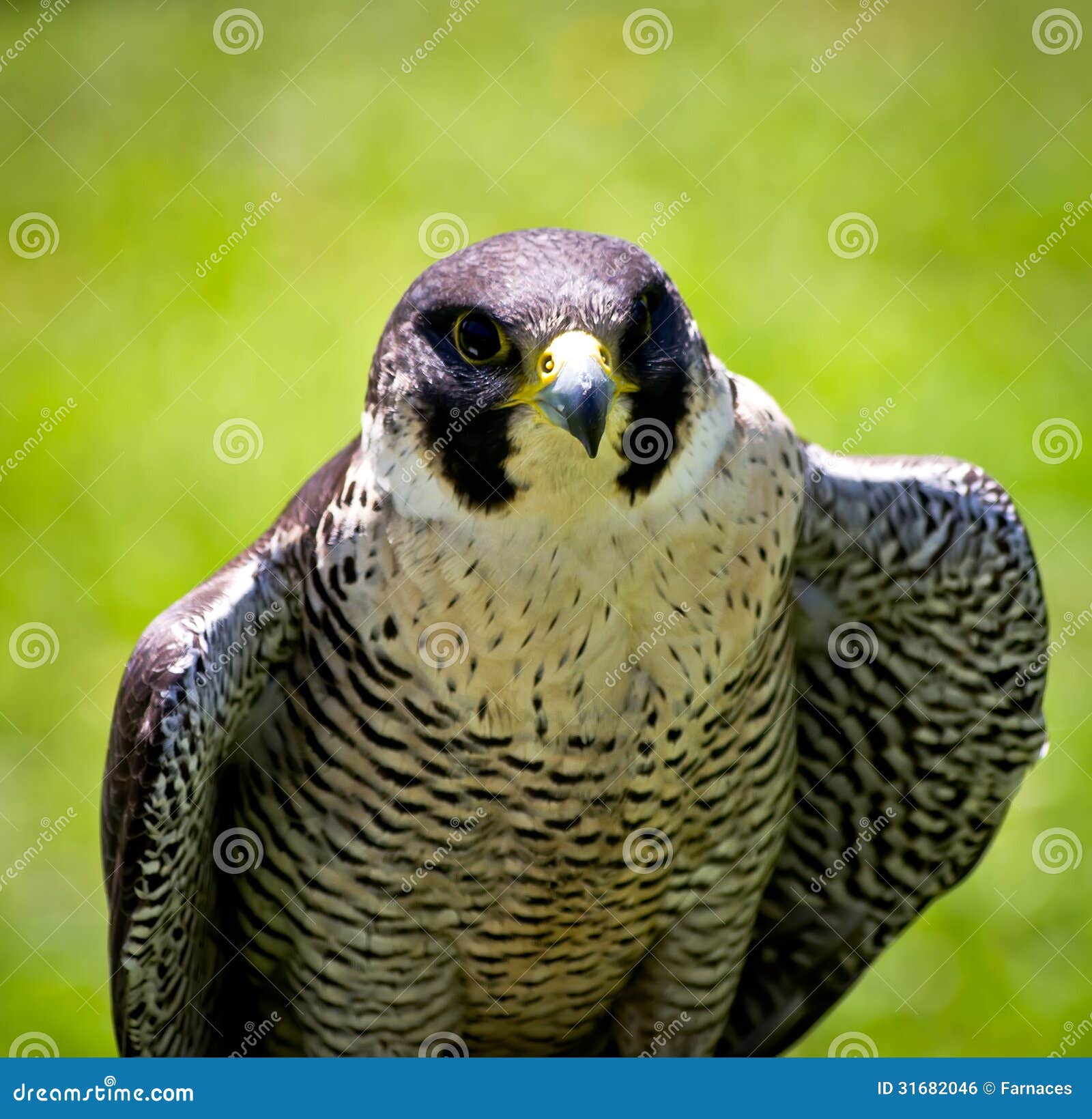 Bird of prey stock photo. Image of endangered, bird, catch - 31682046