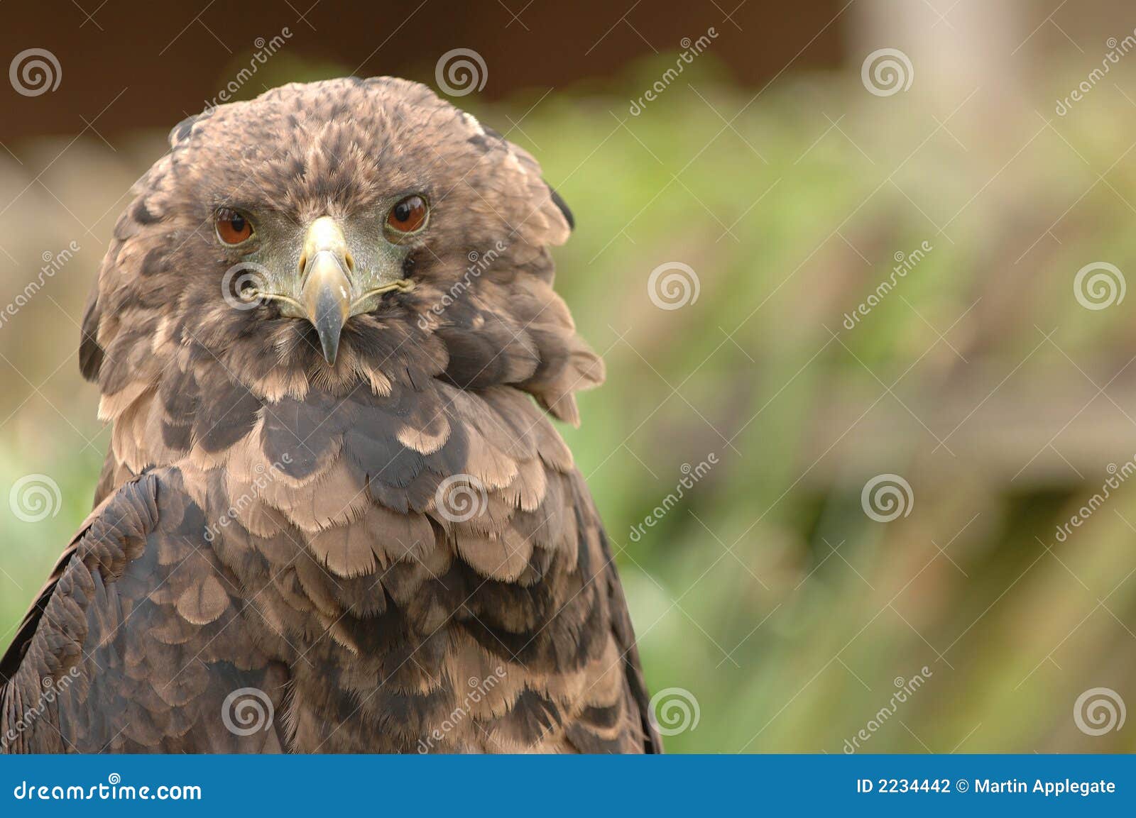 Bird of Prey- Ruffled Feathers Stock Photo - Image of portrait, strong ...