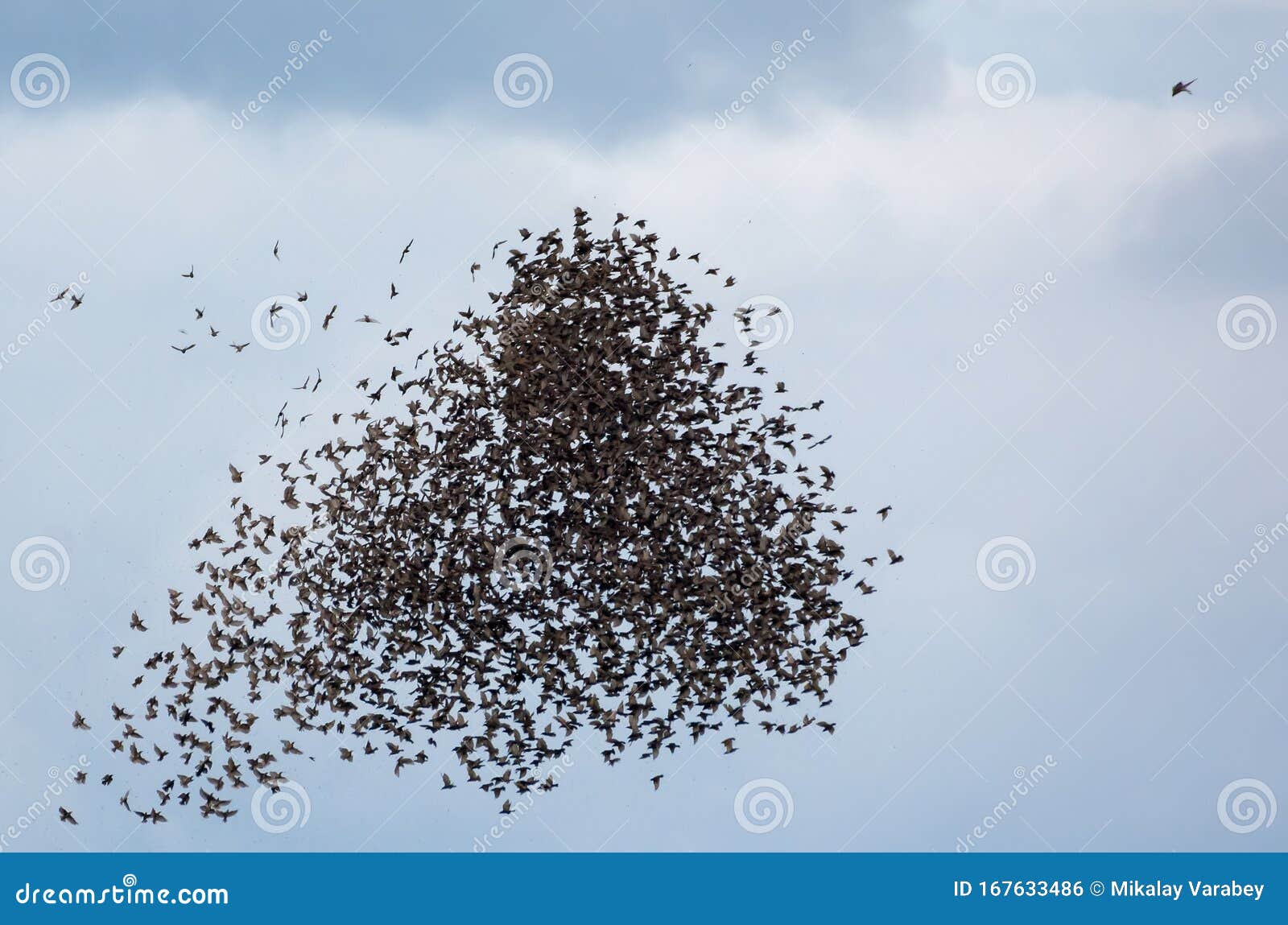 Bird of Prey Sparrowhawk in Dive Attack on Big and Dense Flock of ...