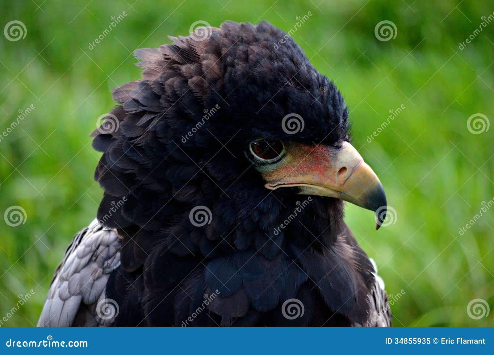 Bird of prey stare stock image. Image of staring, predator - 34855935