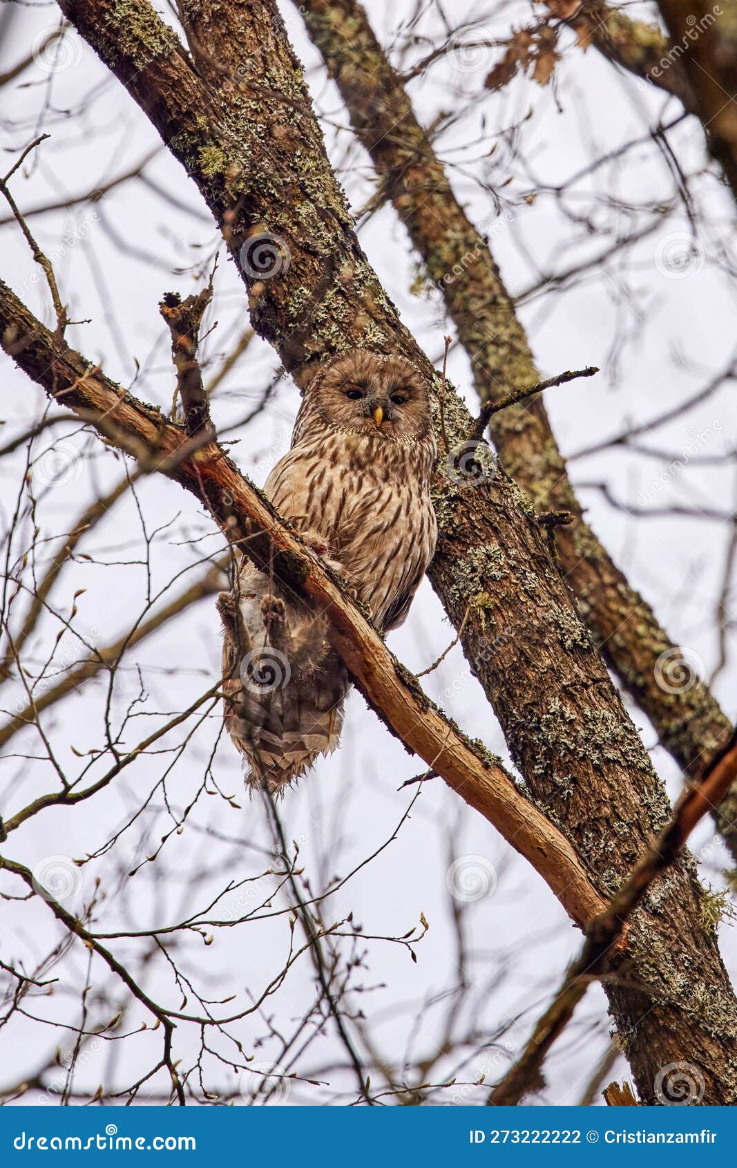 Bird of Prey (Strix Aluco) with a Captured Rabbit Stock Photo - Image ...