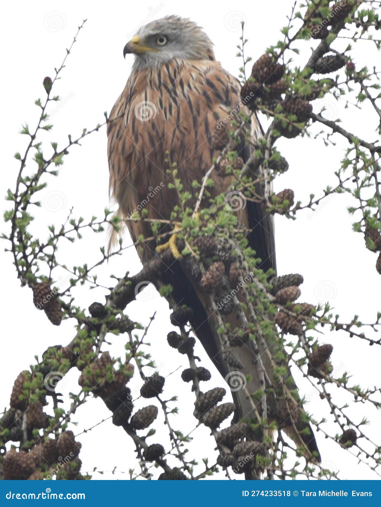 Bird of prey in a tree stock photo. Image of prey, closeup - 274233518
