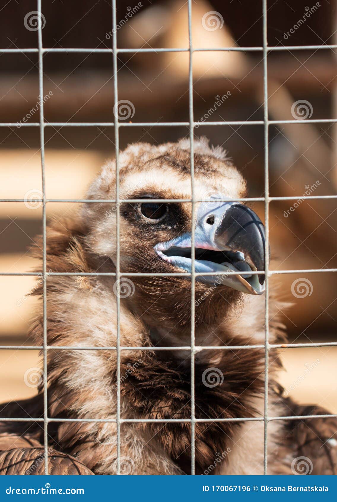 Bird of Prey Vulture in a Cage Stock Photo - Image of feathers ...