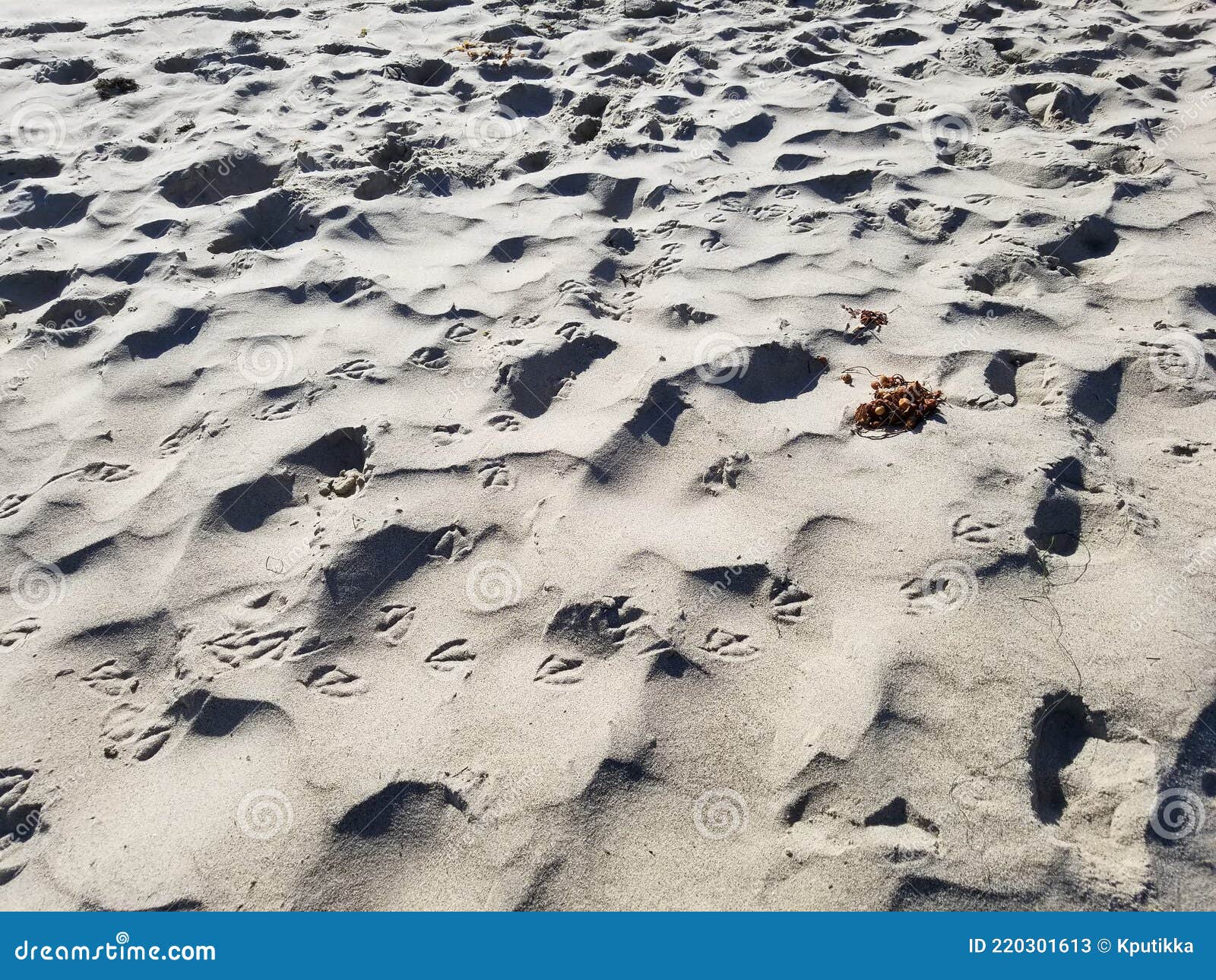 Bird Prints Background Royalty-Free Stock Photography | CartoonDealer ...