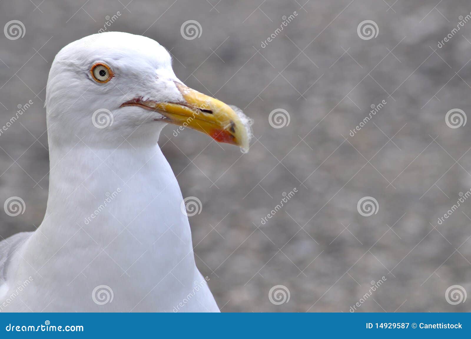 Bird Profile stock image. Image of ornithology, face - 14929587