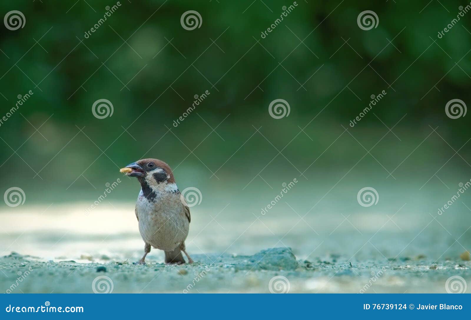 Bird profile stock photo. Image of bird, feather, outdoor - 76739124