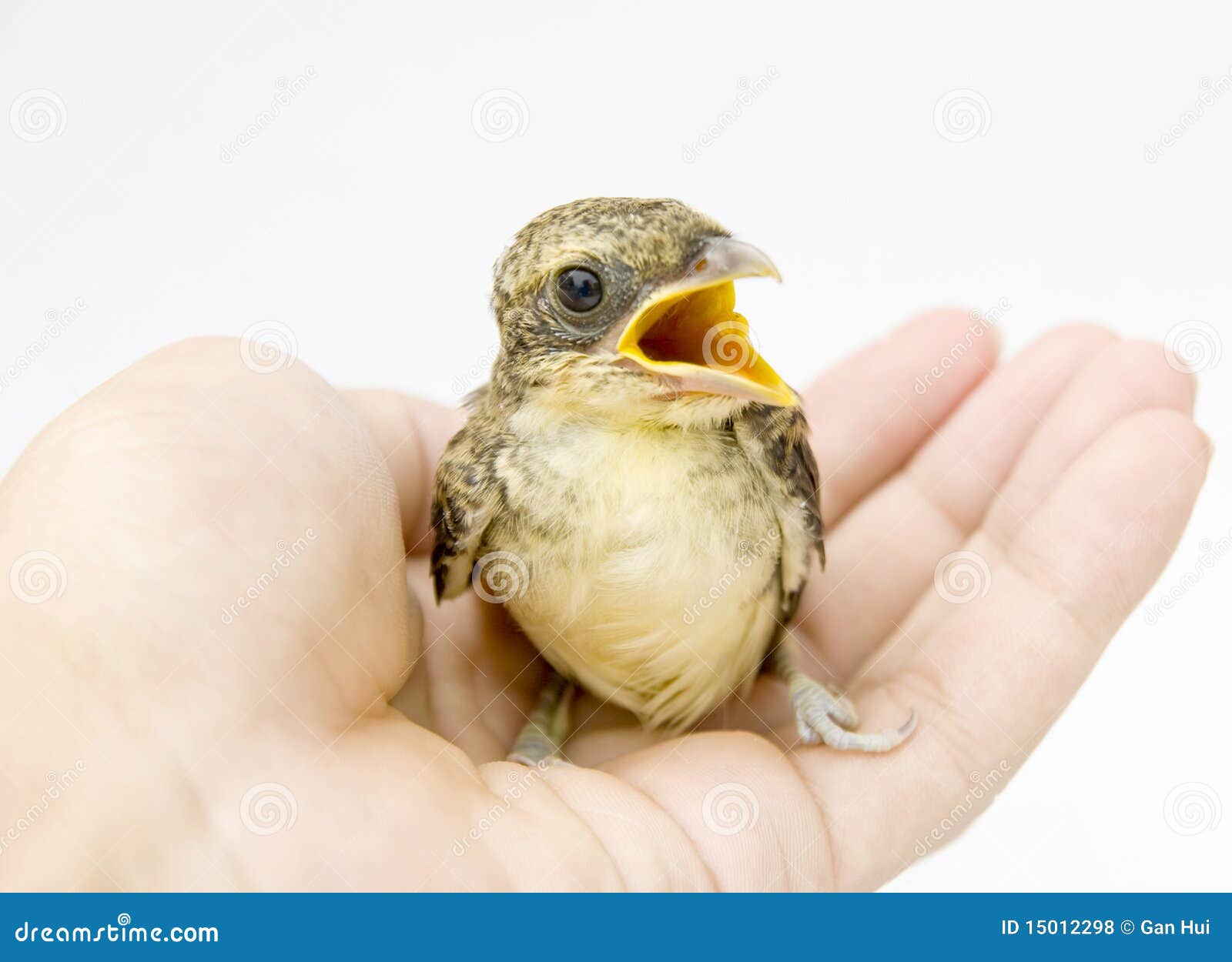 Bird protection stock photo. Image of colours, gray, cute - 15012298
