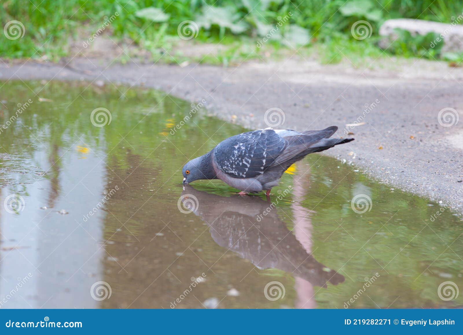 A Bird and a Puddle, a Pigeon Drinks from a Puddle Stock Image - Image ...