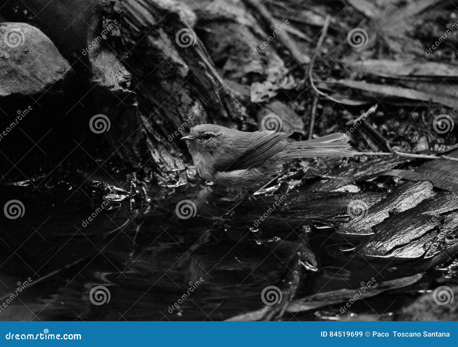 Bird in puddle of water stock image. Image of chiffchaff - 84519699