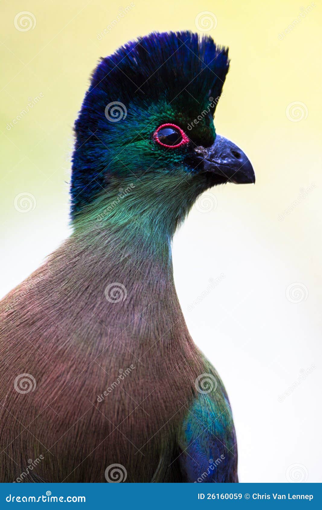 Bird Purple-Crested Turaco Head Stock Image - Image of turaco, color ...
