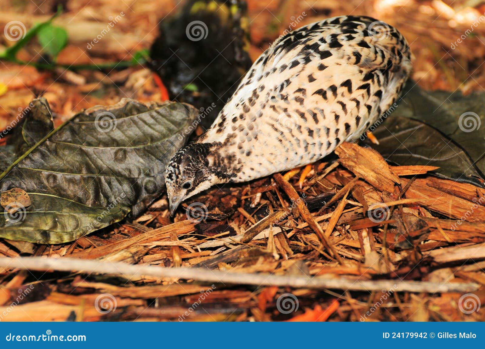 Bird, Quail stock photo. Image of outdoor, animals, spot - 24179942