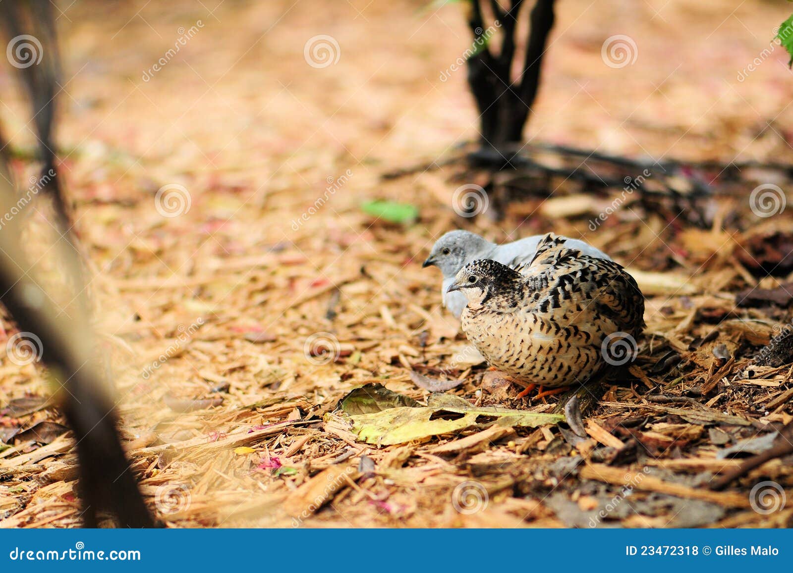 Bird: Quails stock photo. Image of beauty, creature, beak - 23472318