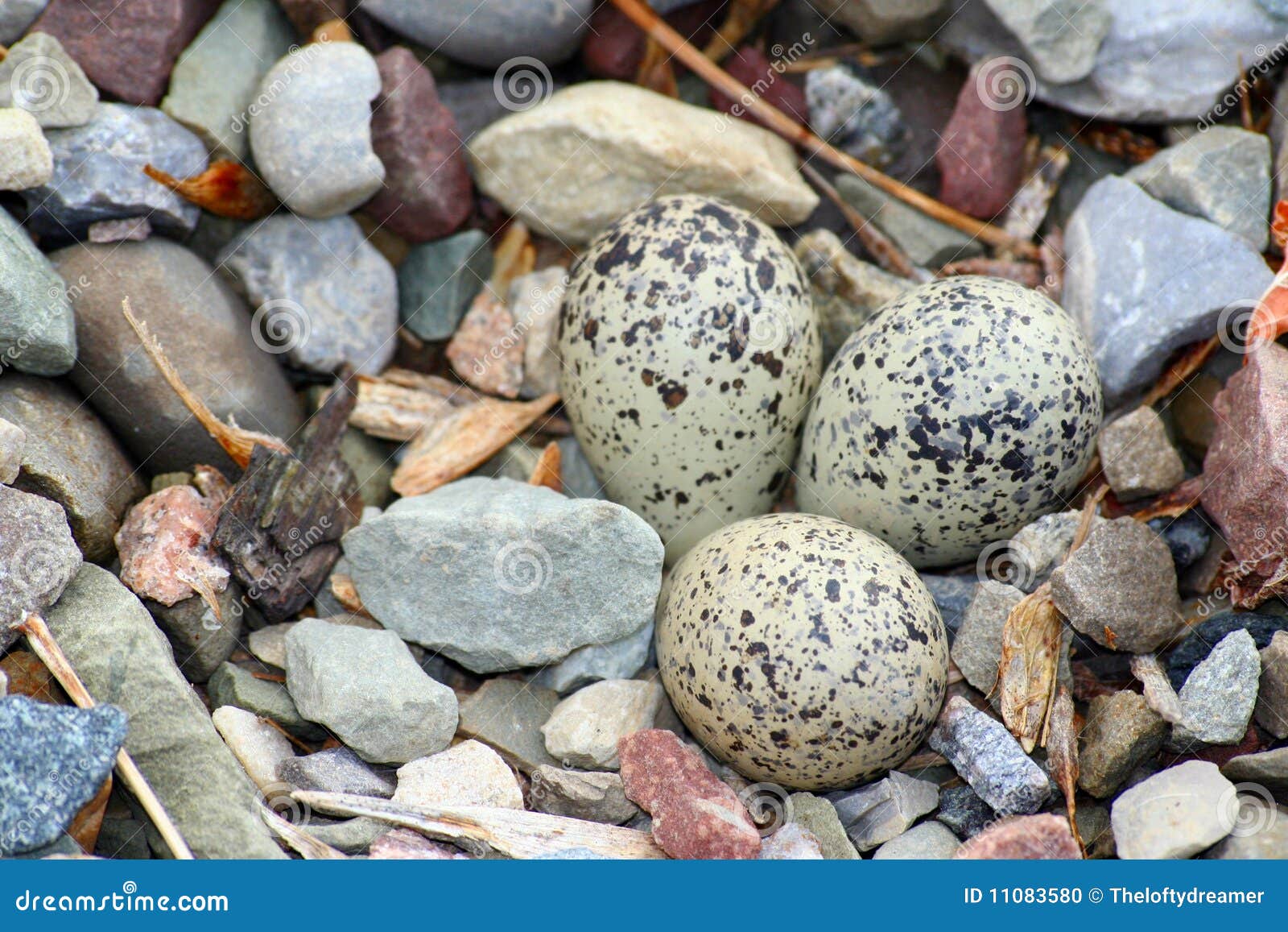 Bird by Railroad tracks stock photo. Image of white, bird - 11083580