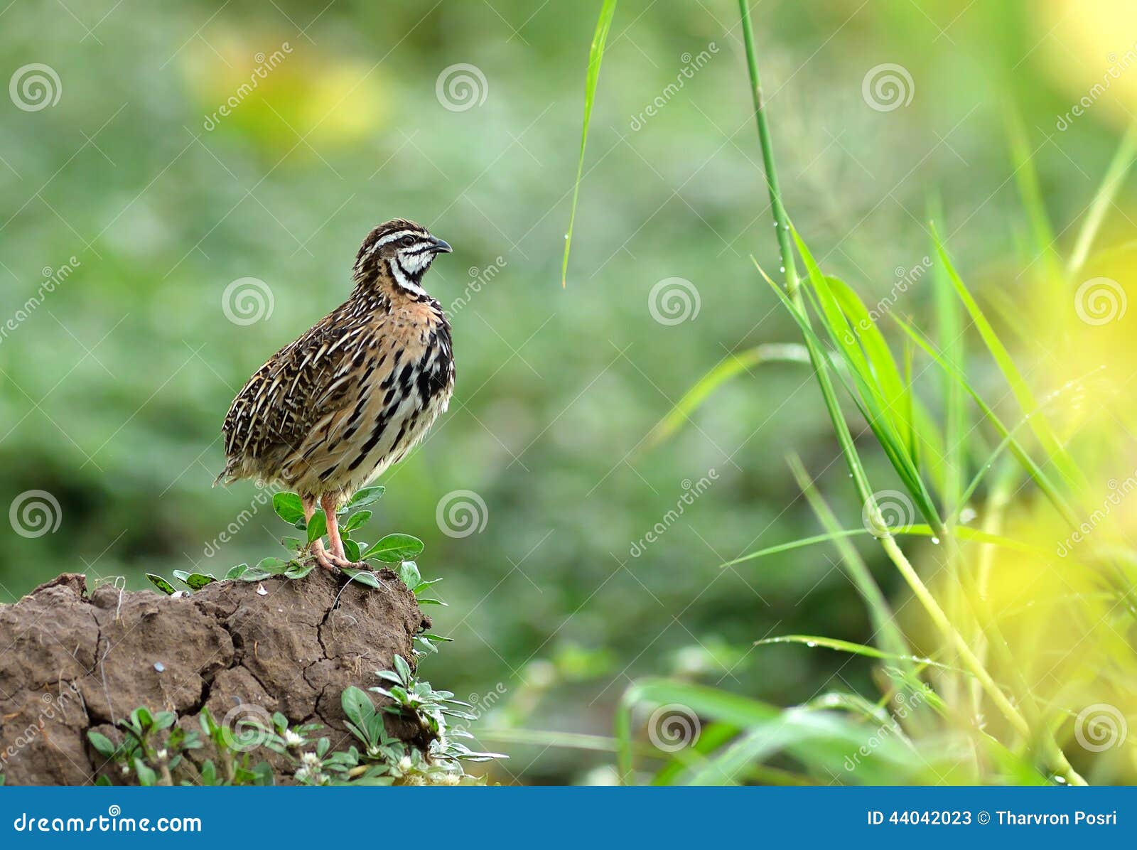 Bird (Rain Quail) , Thailand Stock Image - Image of creature, colorful ...