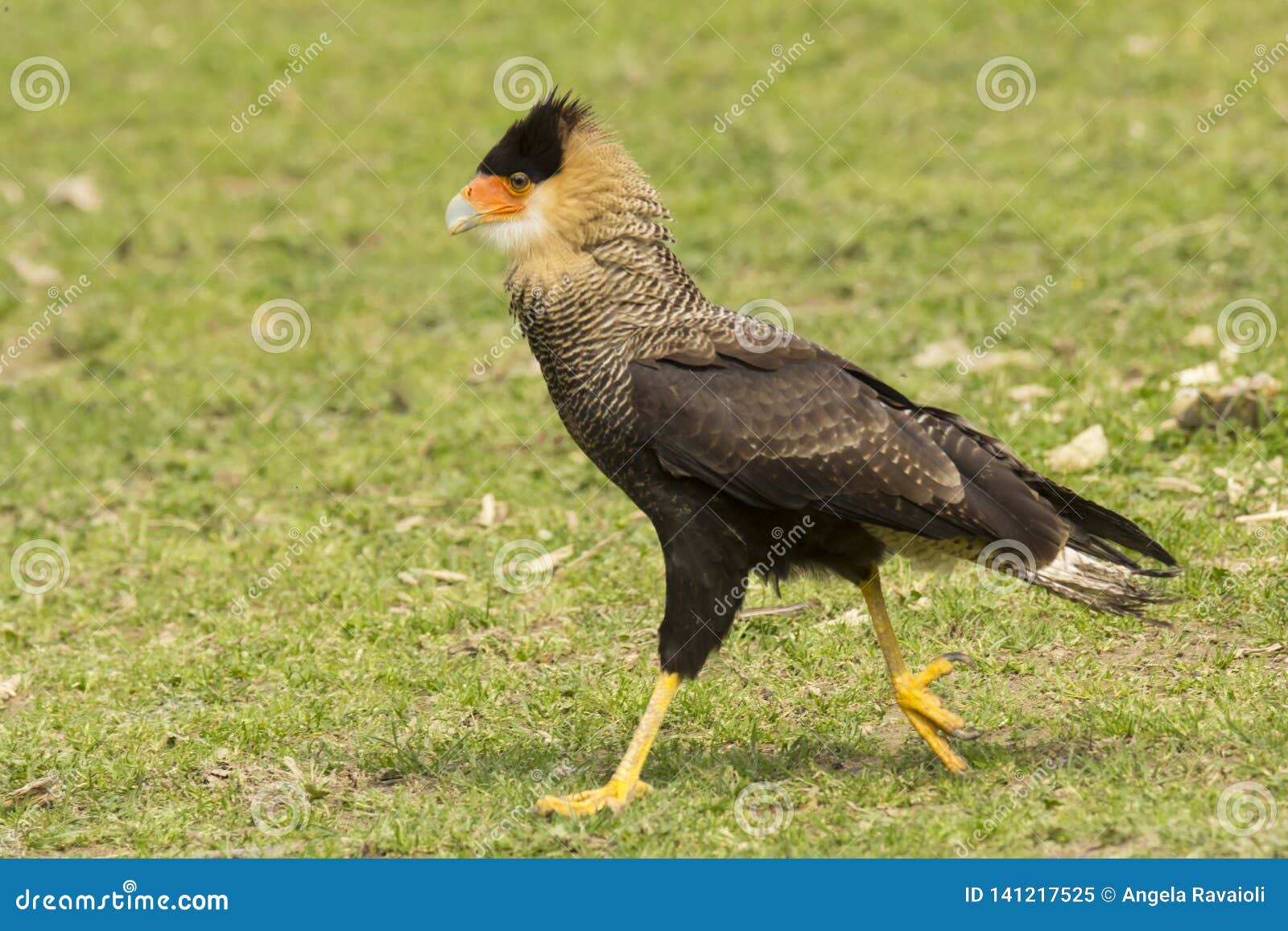 Bird Rapacious Cacaraca Crested Stock Image - Image of animal, falcon ...