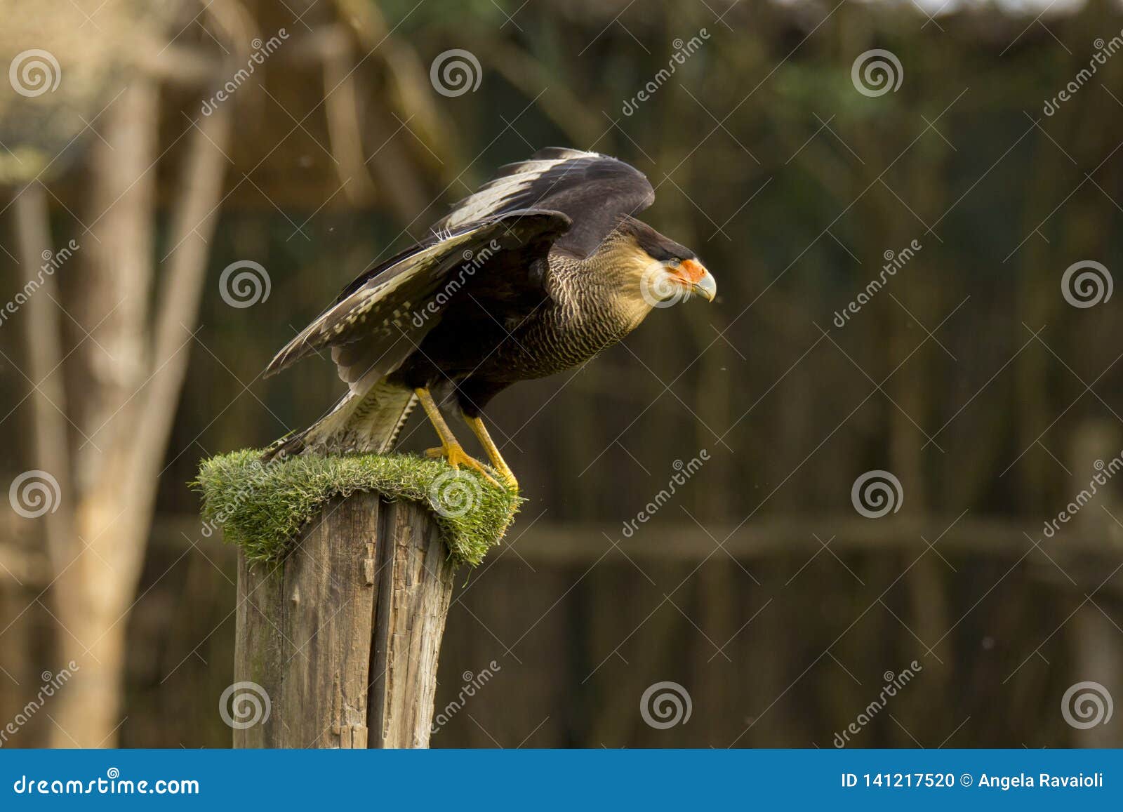 Rapacious Cacaraca Stock Photos - Free & Royalty-Free Stock Photos from ...