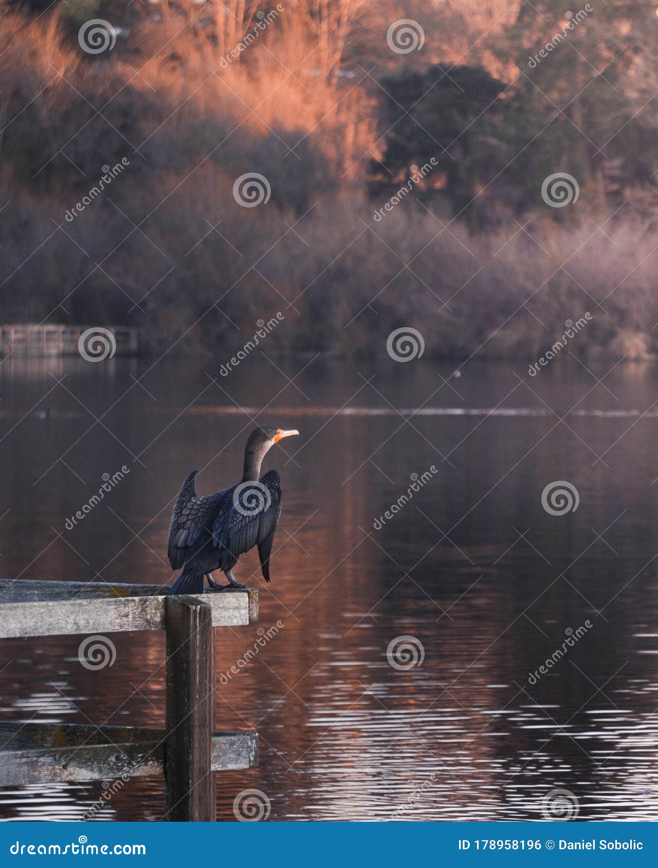 Bird Ready To Fly from the Pier on the Lake Stock Photo - Image of ease ...