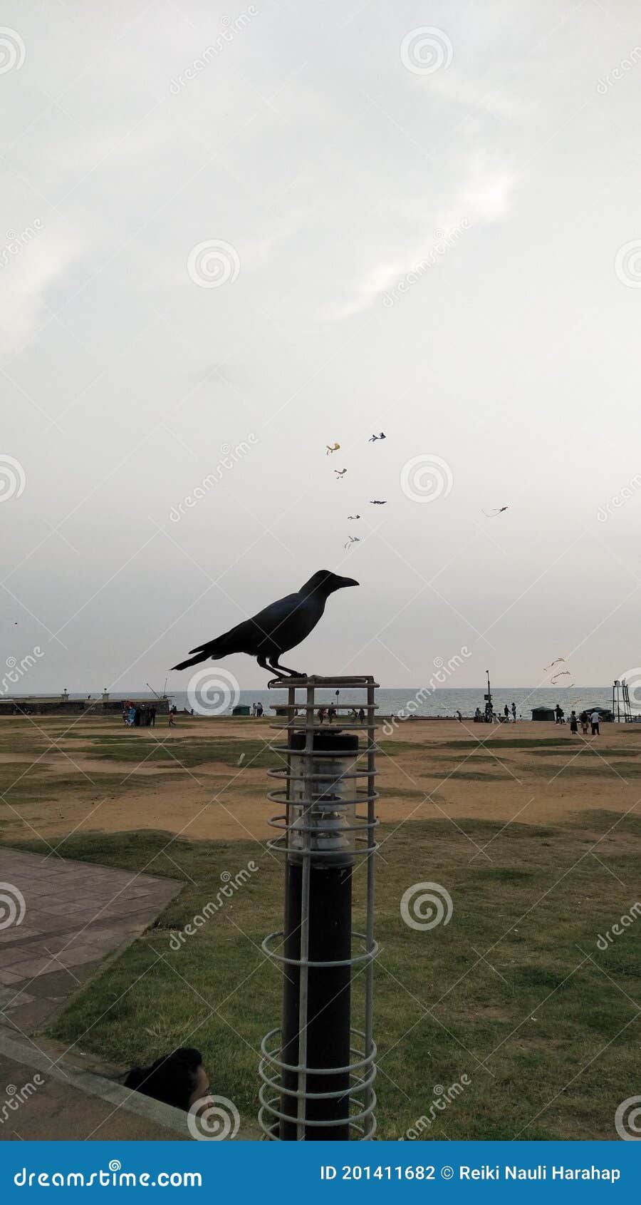 Bird ready to launch stock photo. Image of launch, ready - 201411682