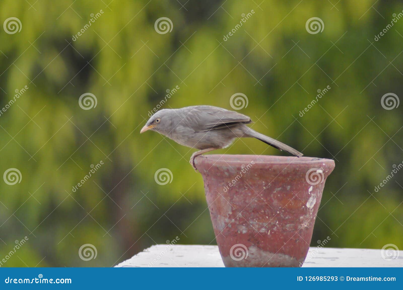 Bird stock image. Image of bird, launch, state, ready - 126985293