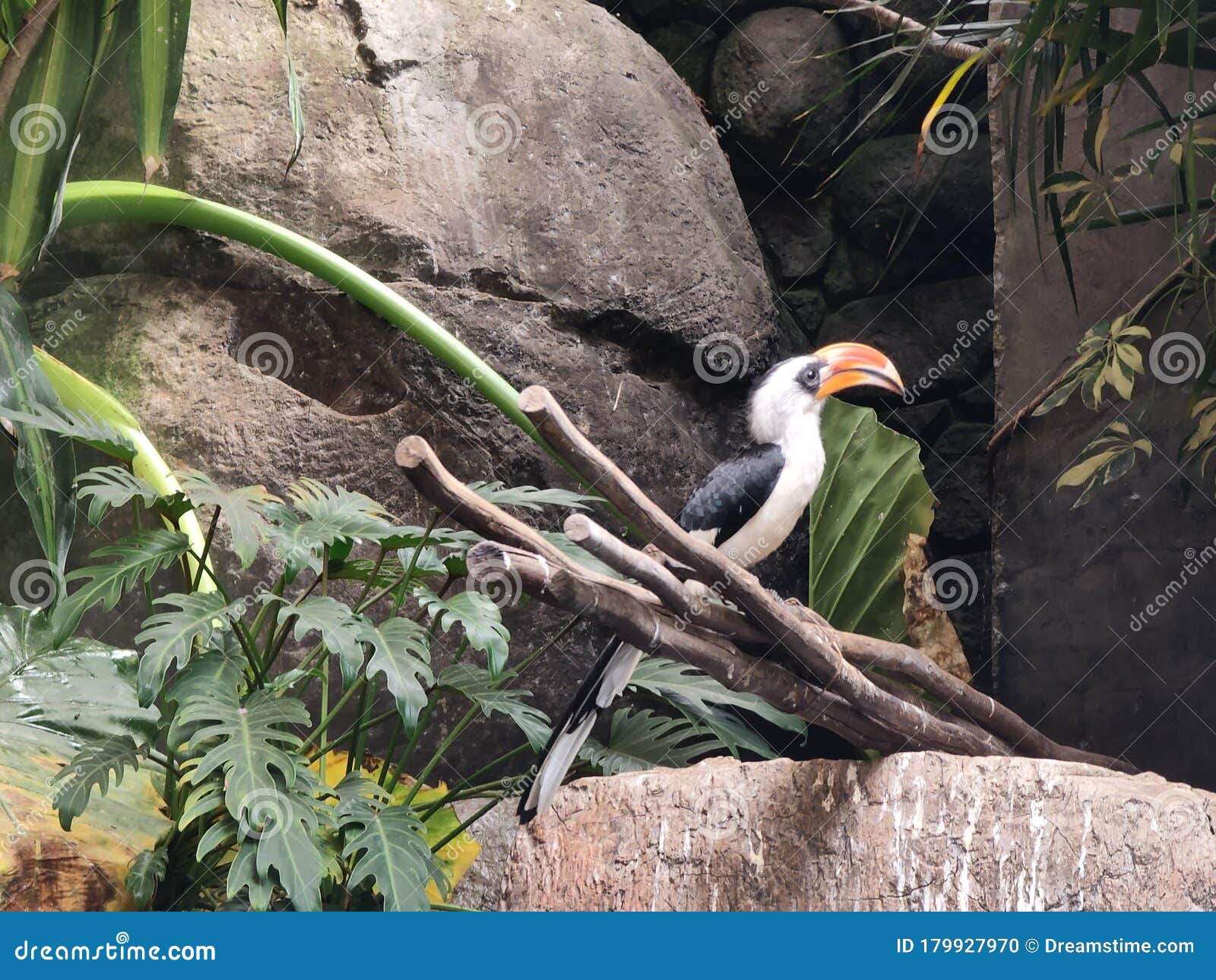 Bird in real life stock photo. Image of tree, green - 179927970