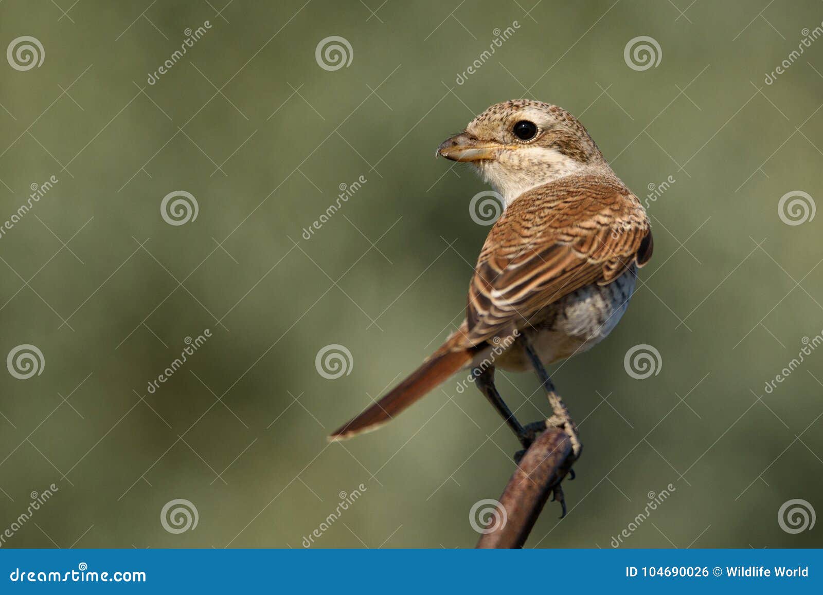 Bird - Red-backed Shrike Lanius Collurio Stock Photo - Image of ...