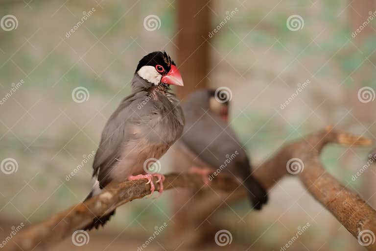 A Bird with Red Beak, Java Sparrow, Sits on Branch with Its Head Outstretched Stock Image ...