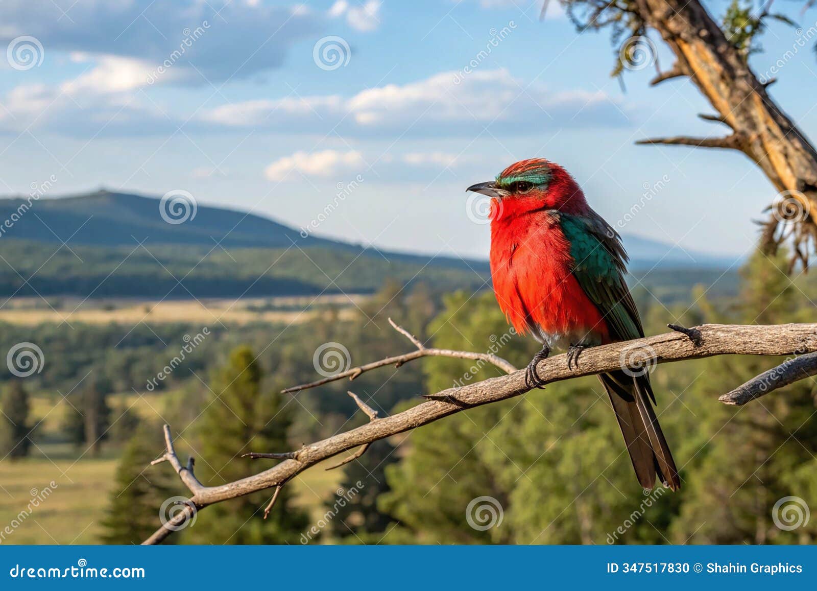 It is a Bird with the Red Chest Stock Photo - Image of beautiful, booty ...