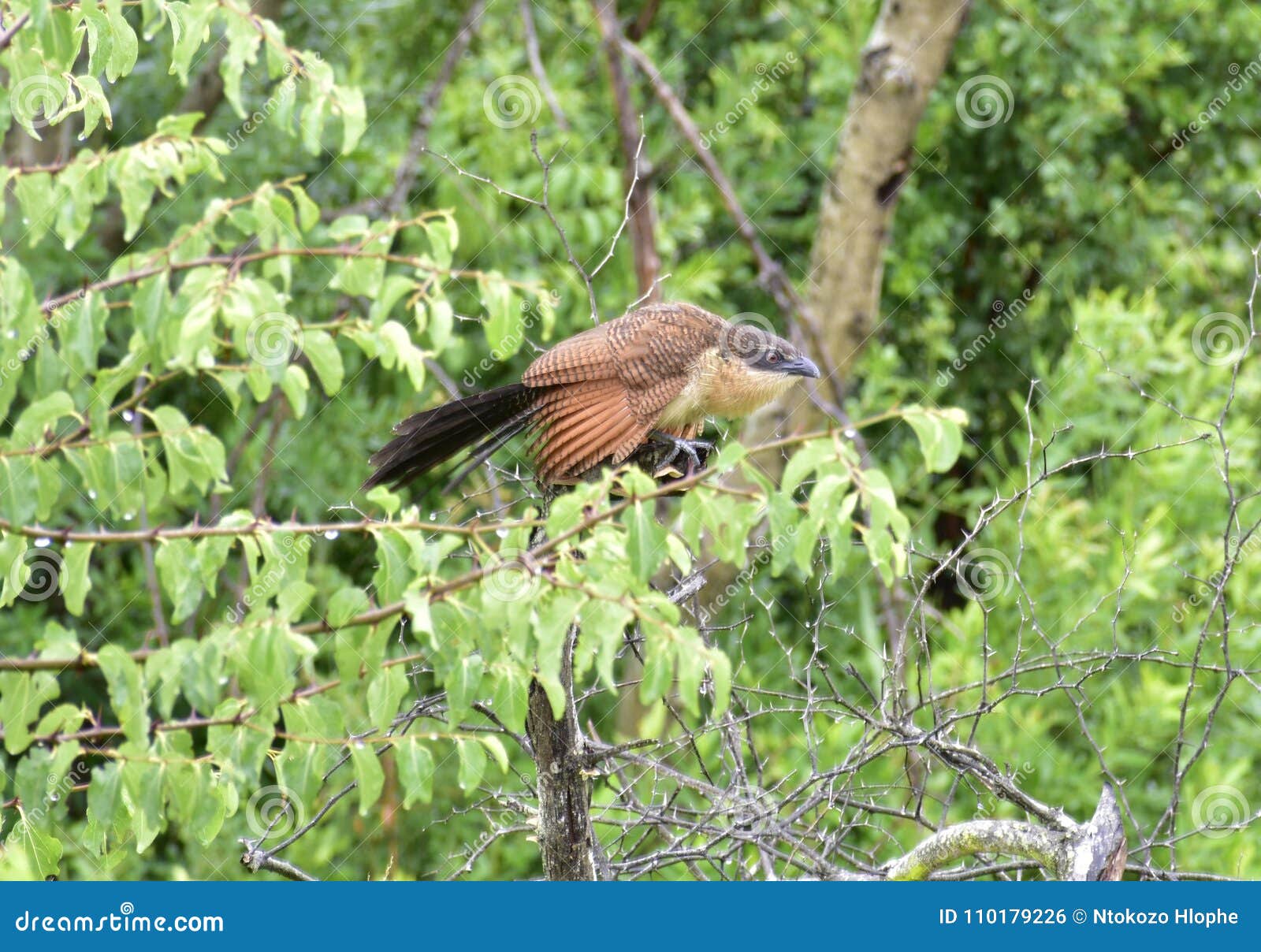 A Lazy Bird stock photo. Image of bird, feathers, park - 110179226