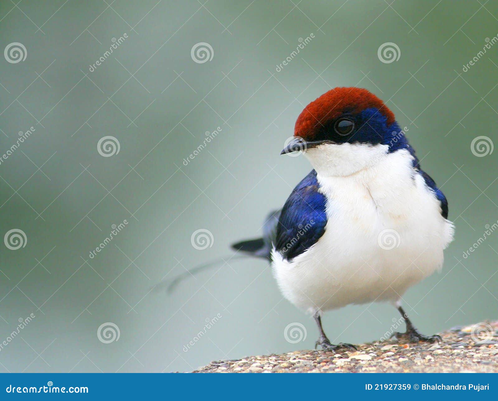 Bird in a red hat! stock image. Image of tailed, white - 21927359