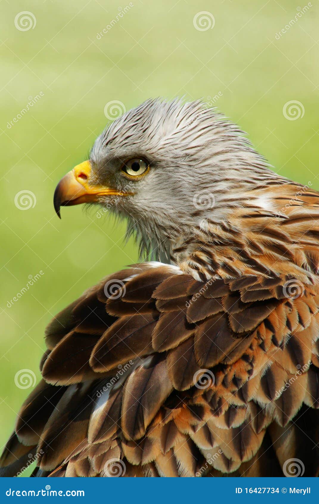 Young Red Kite Milvus Milvus Photos - Free & Royalty-Free Stock Photos ...