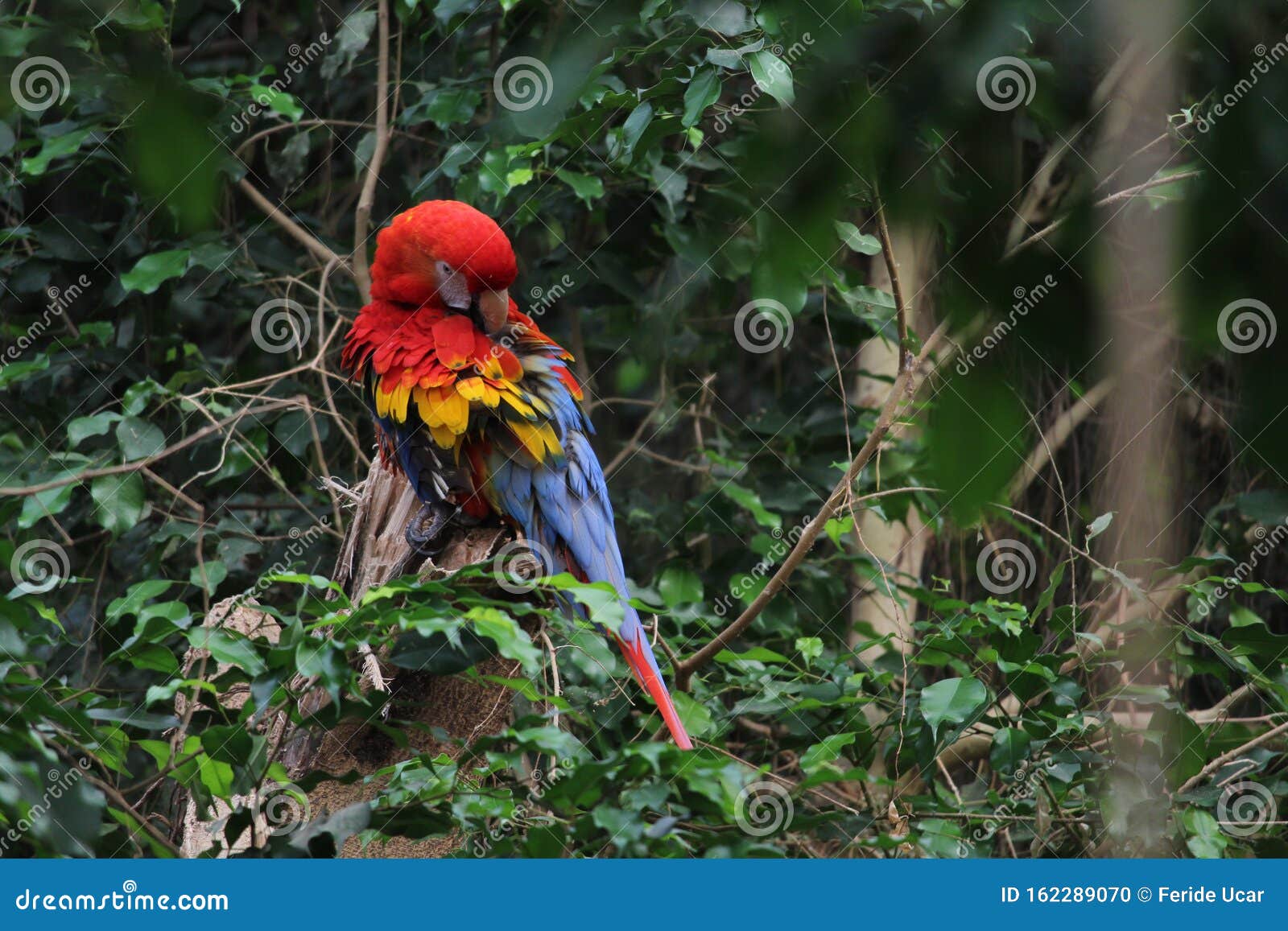 A Red Parrot among the Trees Stock Photo - Image of nature, blur: 162289070