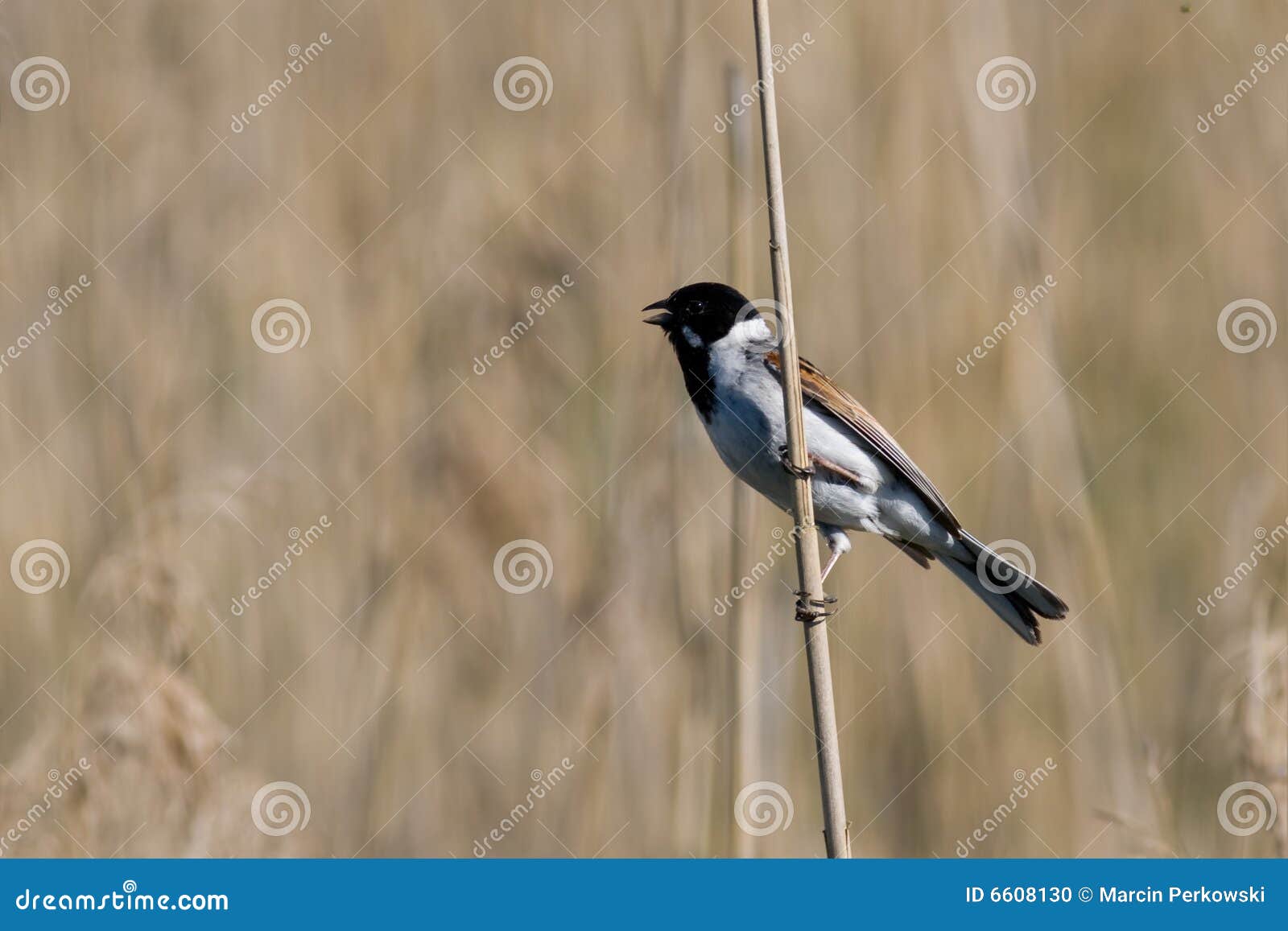 Bird - reed bunting stock photo. Image of reed, beak, bird - 6608130