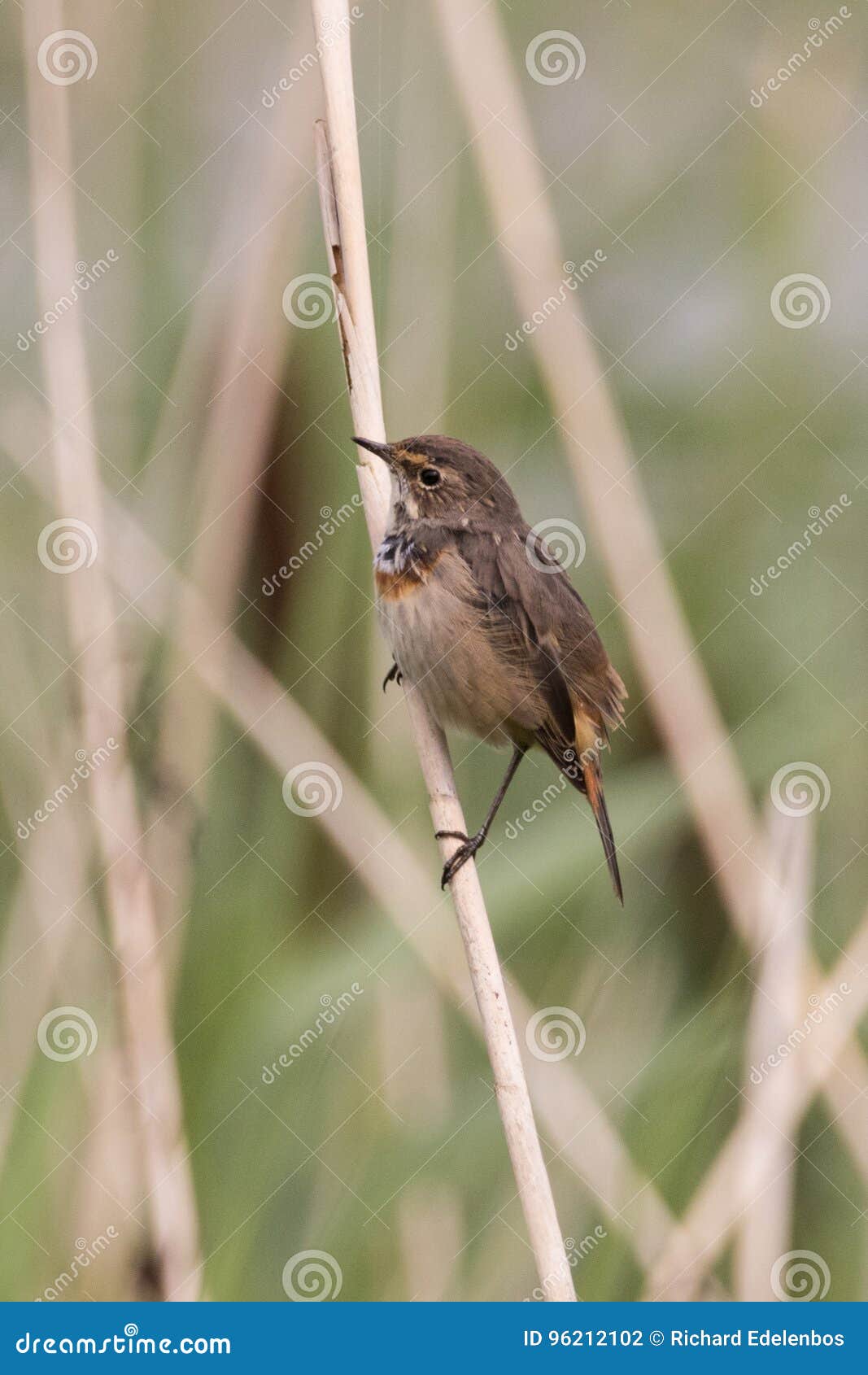 Bird on a reed stock photo. Image of netherlands, oostvaardersplassen ...