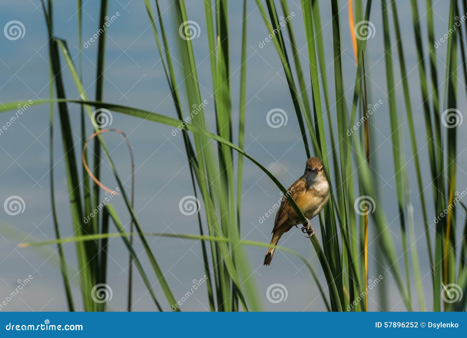 Bird in reed stock photo. Image of bird, people, animal - 57896252