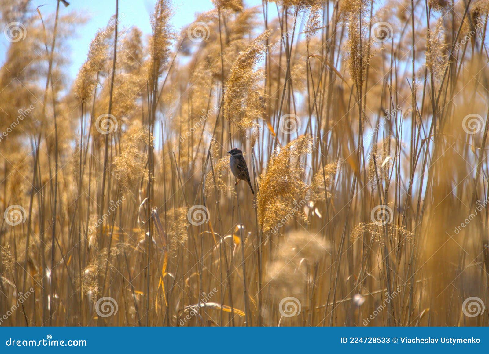 Bird in the Reeds stock image. Image of sunlight, bird - 224728533
