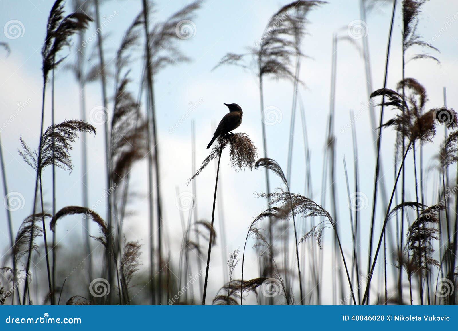 Bird in reeds stock photo. Image of phragmites, wildlife - 40046028