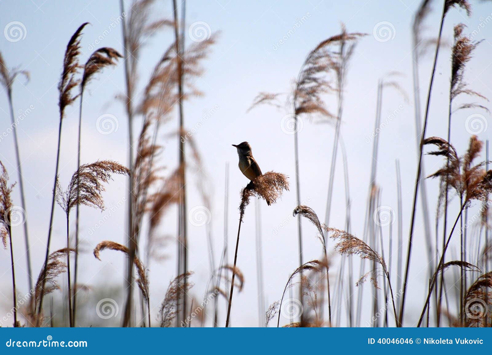 Bird in reeds stock photo. Image of nature, sparrow, flora - 40046046