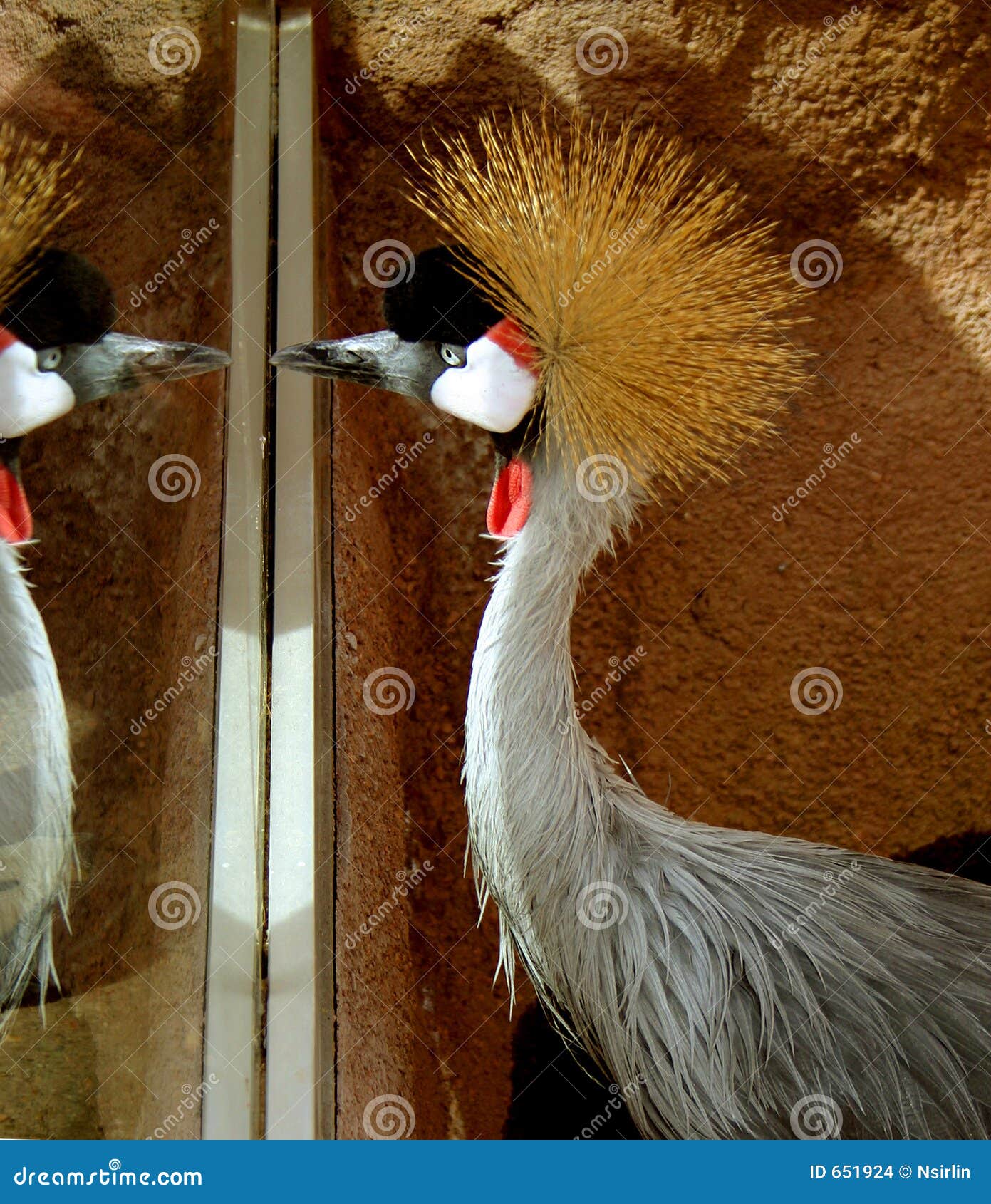 Bird Reflection stock photo. Image of animal, bird, exotic - 651924