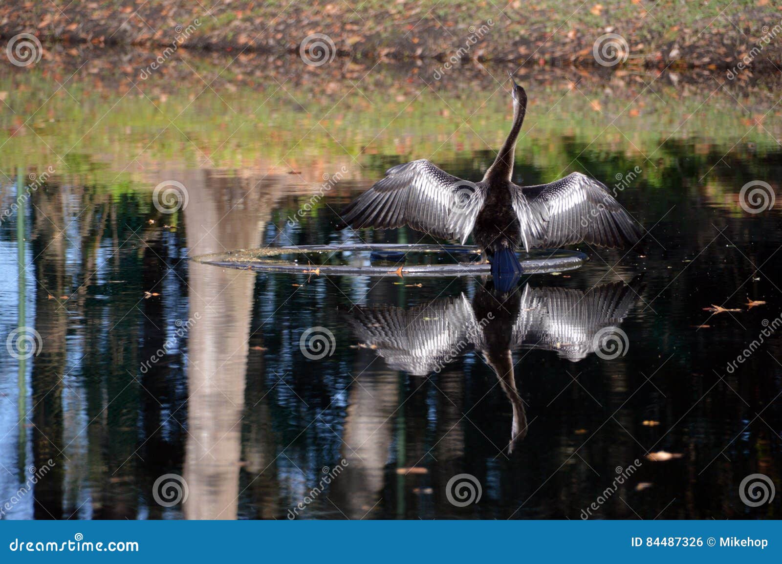 Bird reflection stock photo. Image of water, brown, open - 84487326