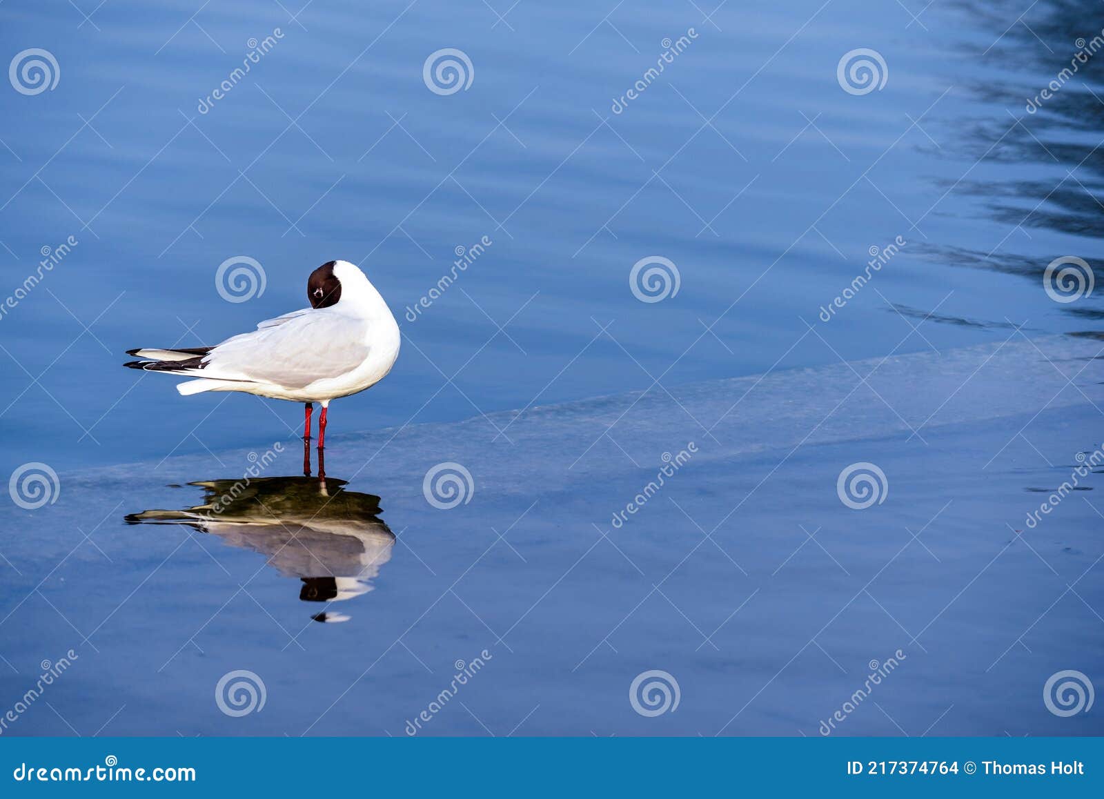 Bird with Reflection in Water Stock Photo - Image of pond, outdoors ...