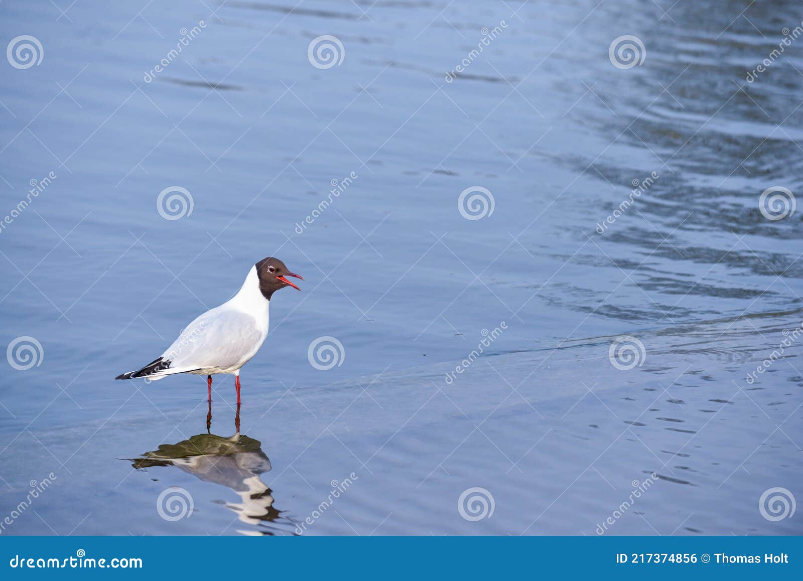 Bird with Reflection in Water Stock Photo - Image of outside, seabird ...