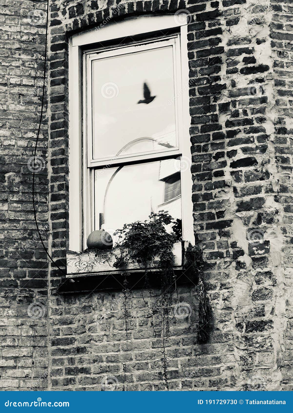 Bird in Reflection of Window Stock Photo - Image of building, brick ...