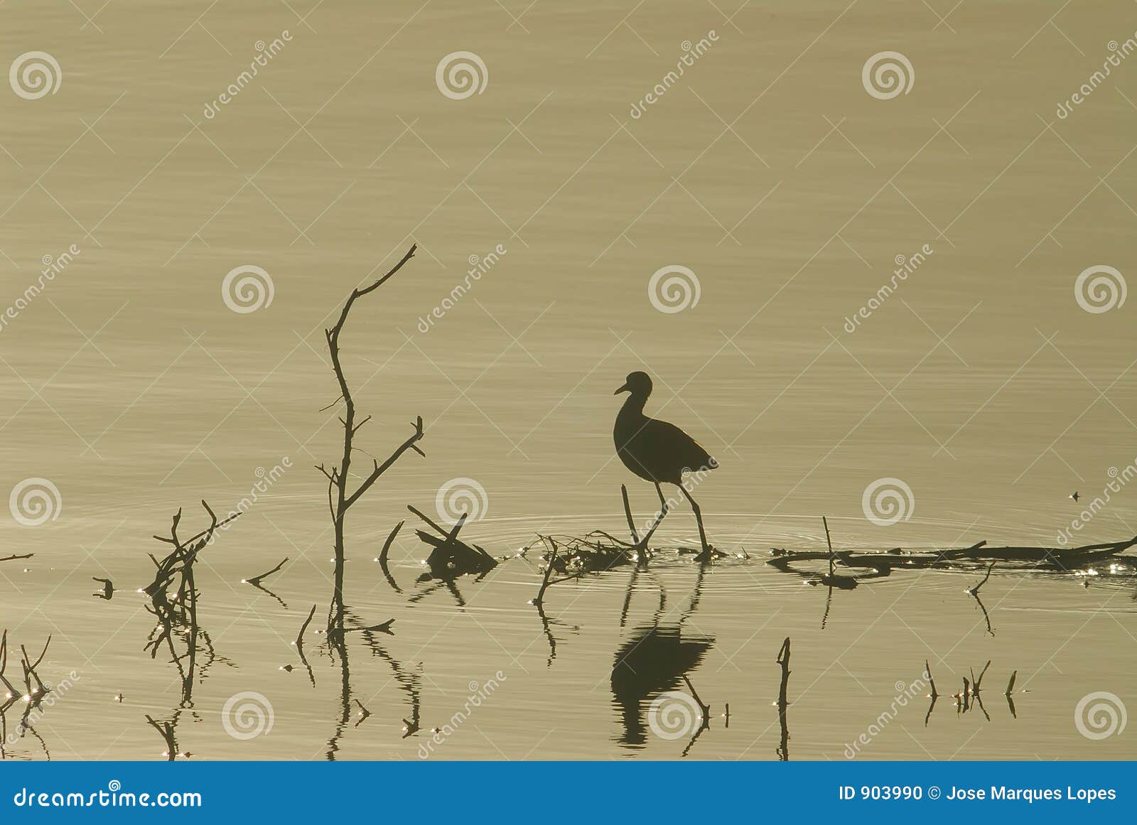 Bird Reflex Picture. Image: 903990